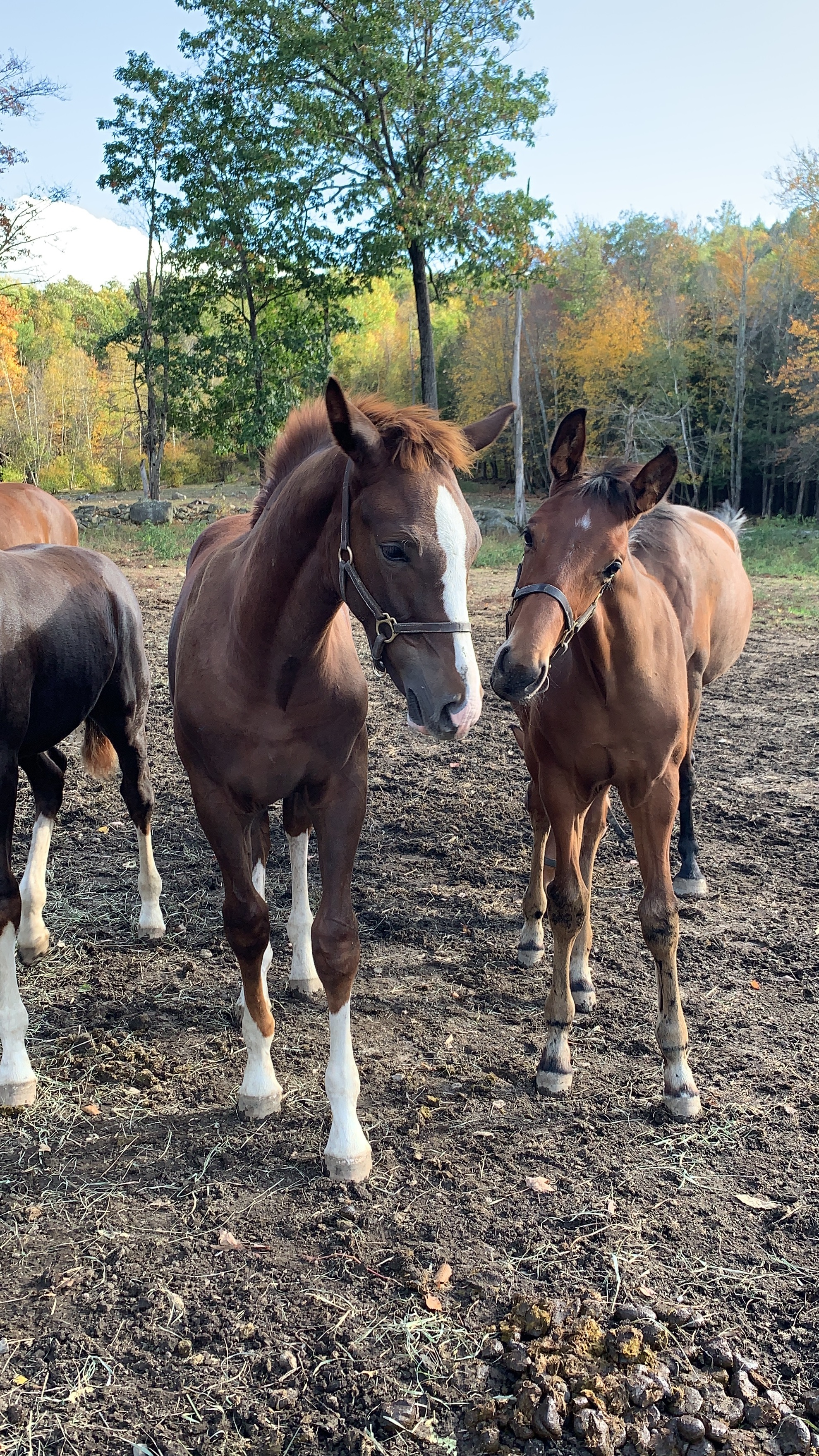 Horses – Maple Row Stables