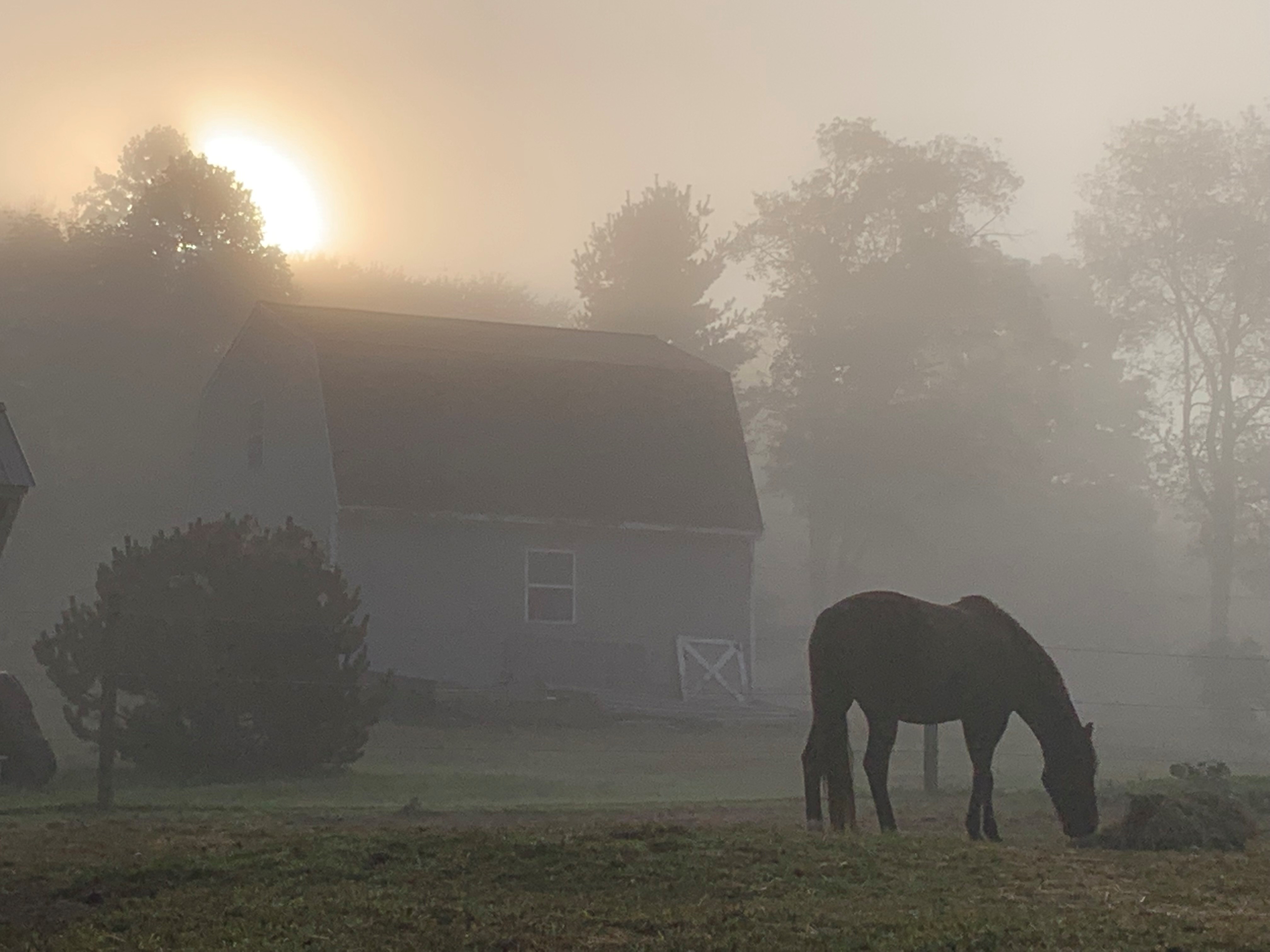 Boarding – Maple Row Stables